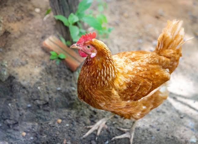 Kijana adaiwa kubaka kuku hadi akafa - PMTV