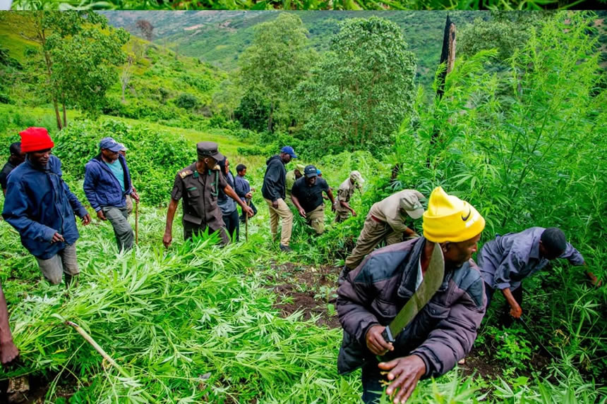Ekari 157 za mashamba ya Bangi zateketezwa Kondoa - PMTV